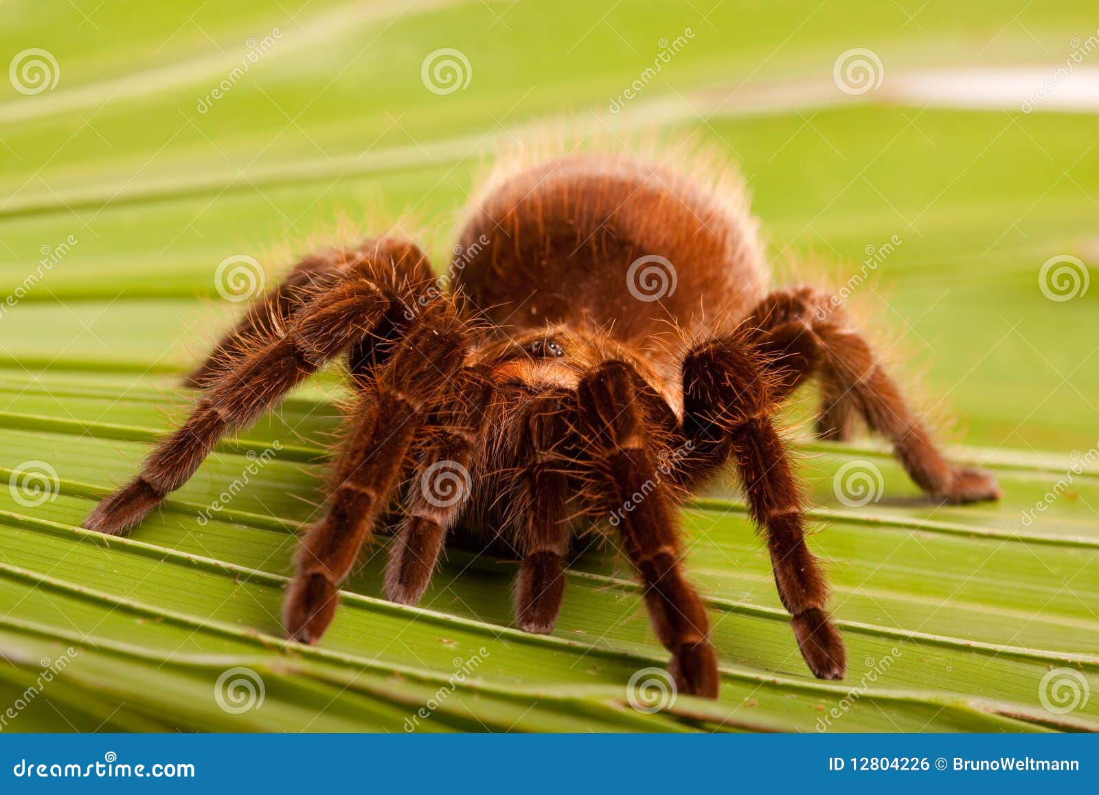 De Spin van Gigant op Blad stock foto. Image of dier - 12804226