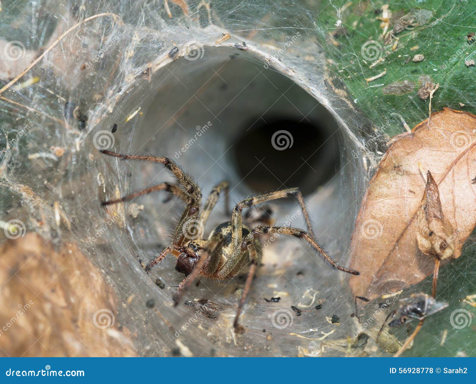 De Spin Van Het Trechterweb Door Nest, Italië Stock Foto - Image of ...