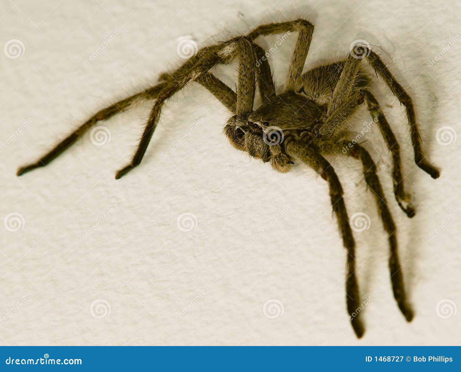 De Spin van Huntsman stock afbeelding. Image of gepolijst - 1468727