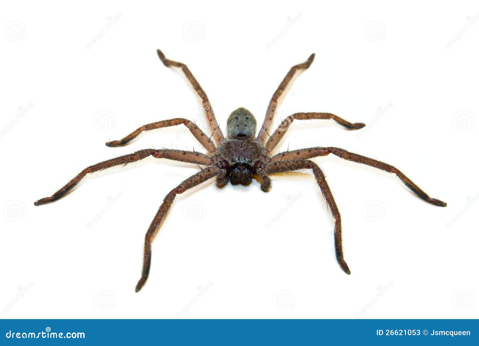 De Spin van Huntsman stock afbeelding. Image of jager - 26621053