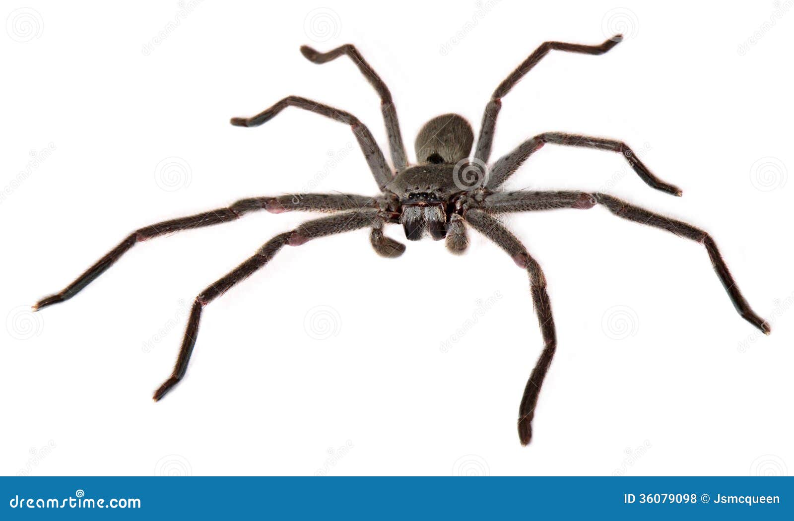 De Spin Van Huntsman Van Catherine Stock Foto - Image of jager, nave ...