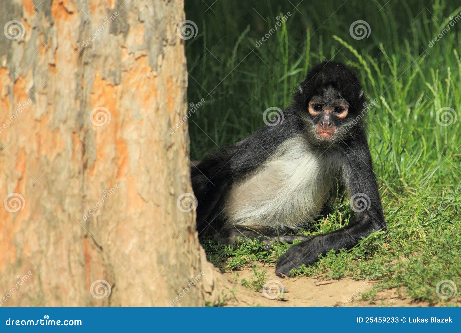 De spinaap van Geoffroy stock afbeelding. Image of zoogdier - 25459233