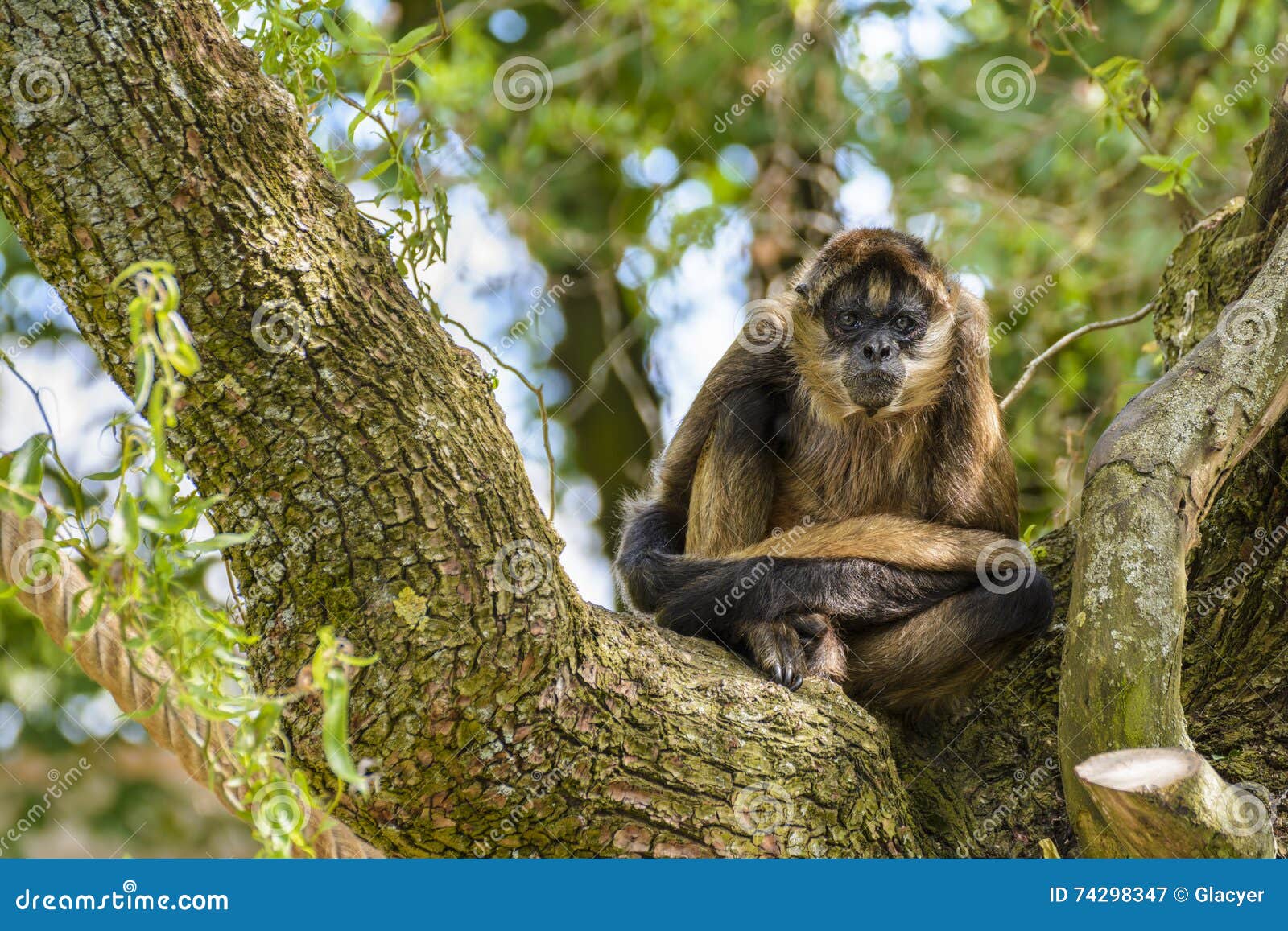 De Spinaap Van Geoffroy Bij Dierentuin Stock Afbeelding - Image of dier ...