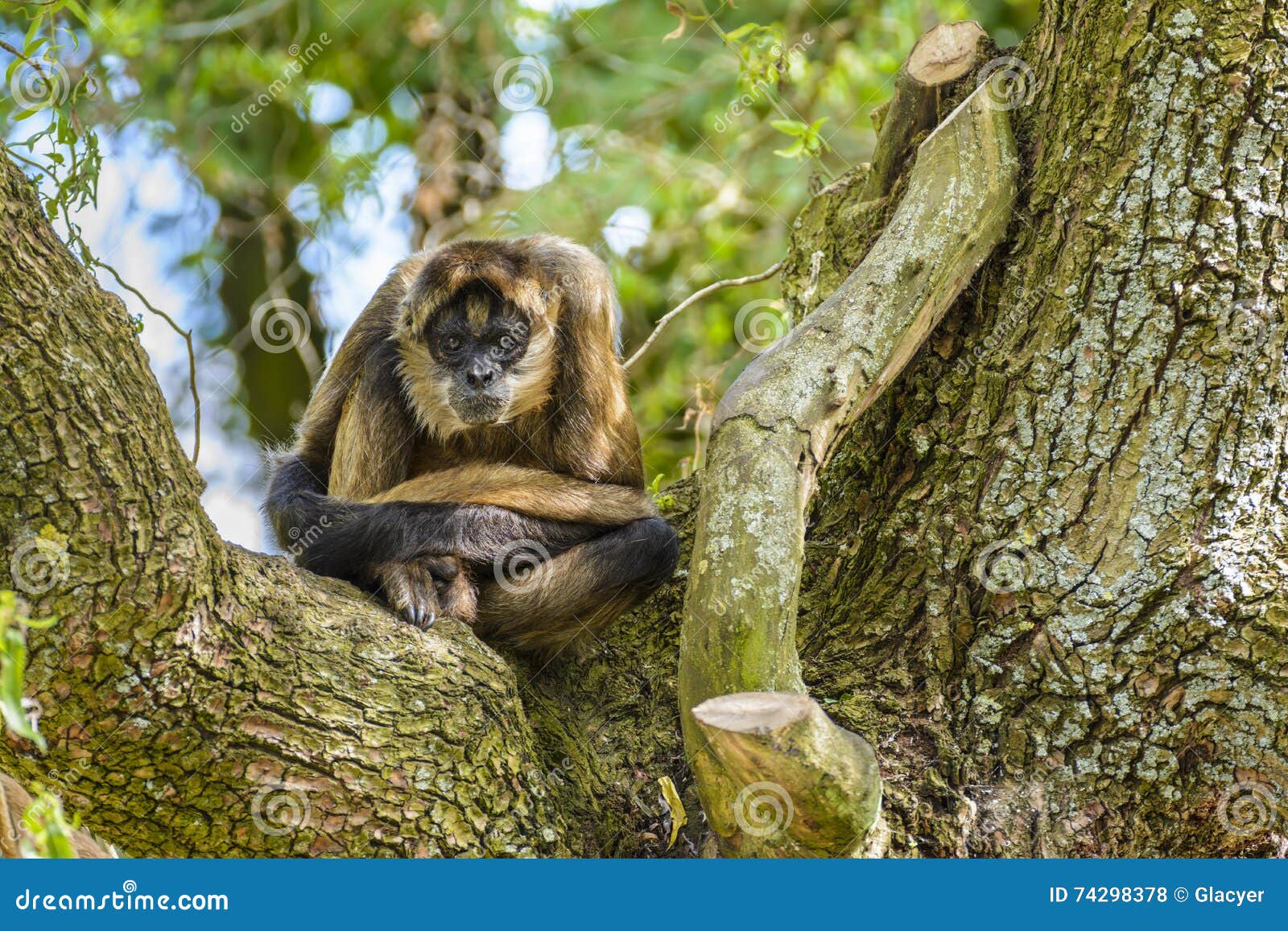 De Spinaap Van Geoffroy Bij Dierentuin Stock Foto - Image of niemand ...