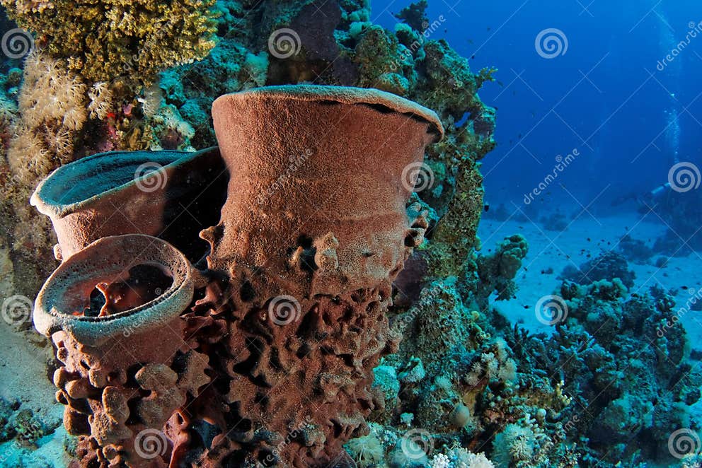 De Spons Van Het Vat - St John Ertsader Egypte Stock Foto - Image of ...
