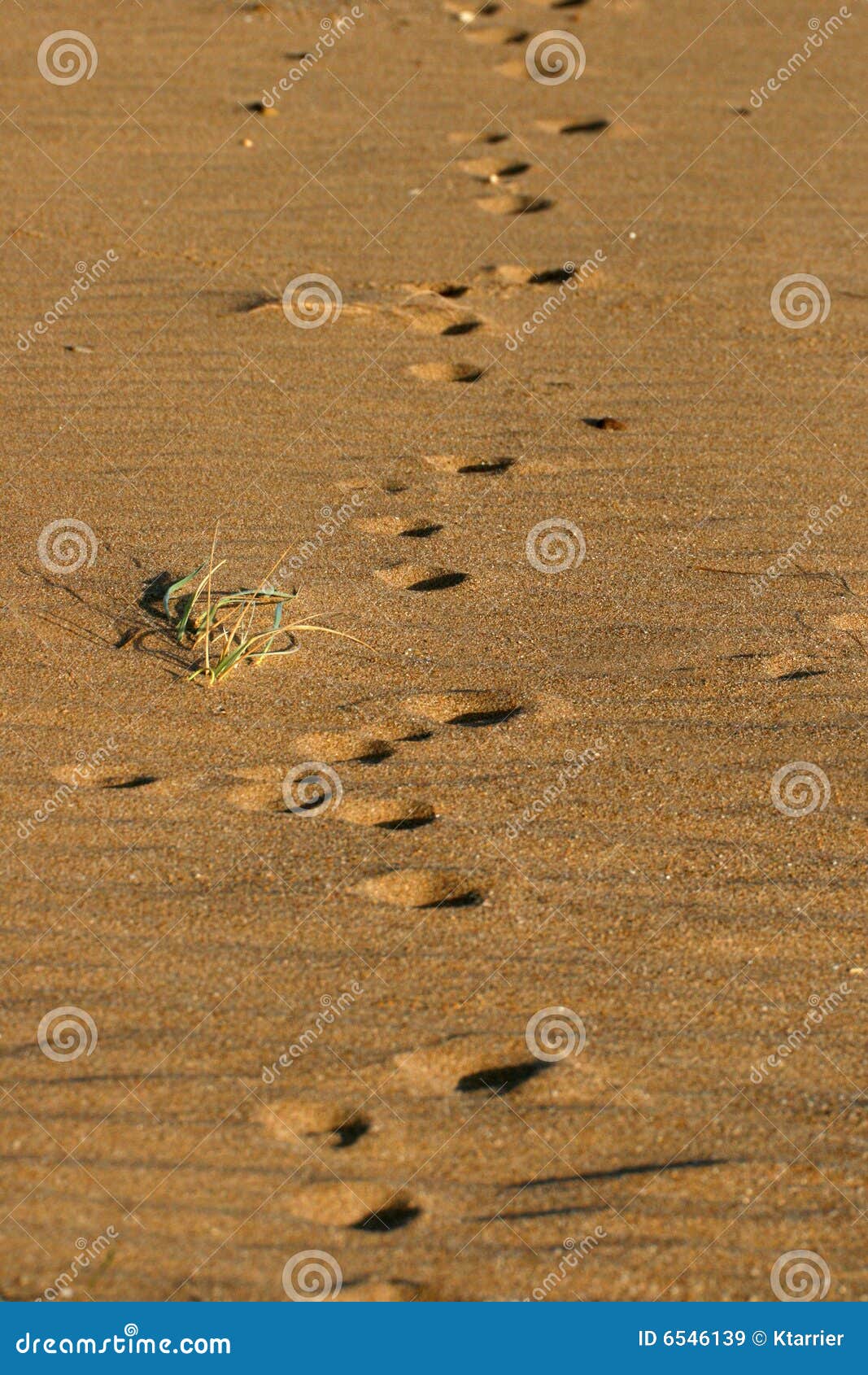 De sporen van de vos stock afbeelding. Image of sporen - 6546139