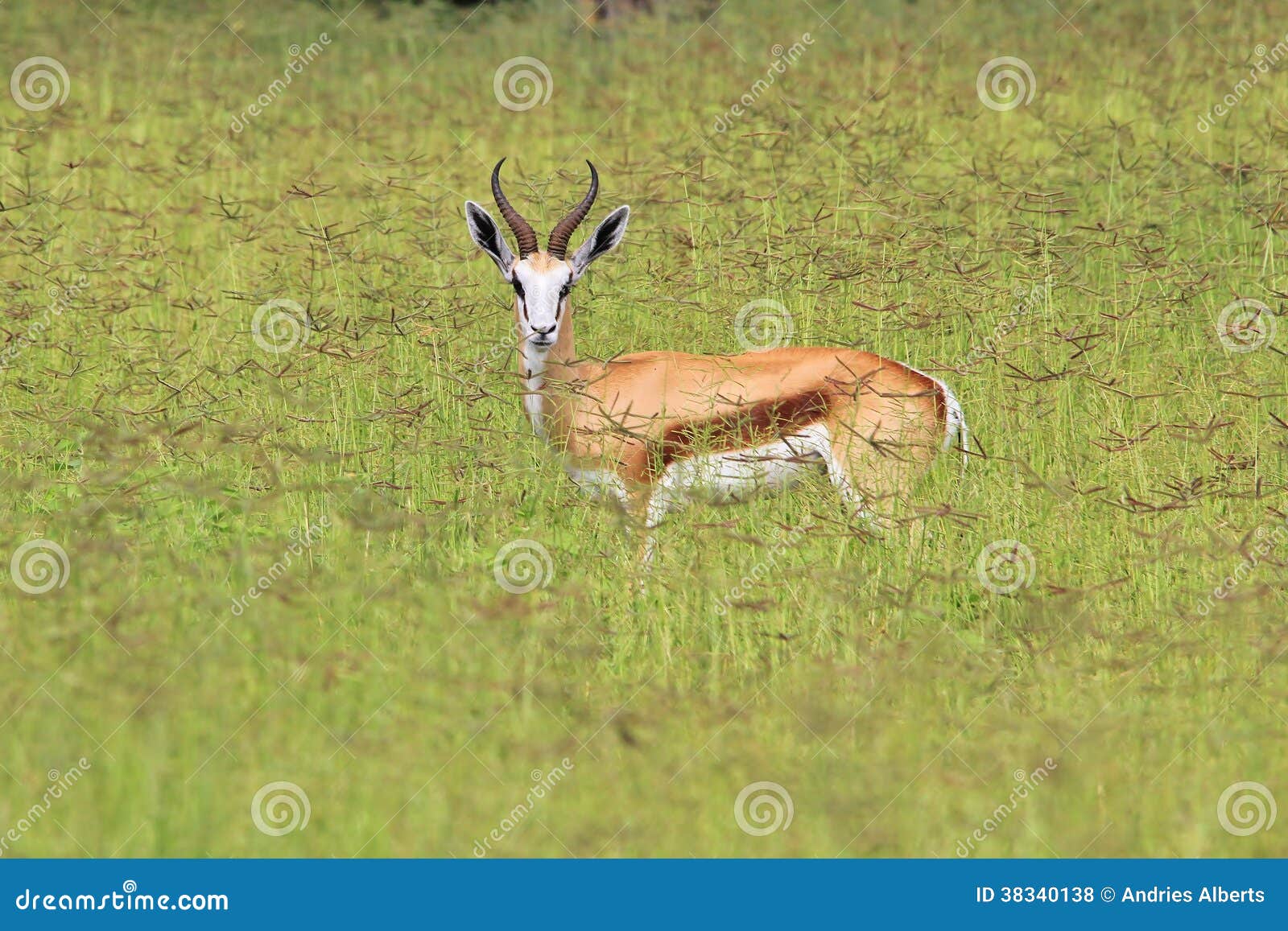 De Springbok - Mooie Het Wildachtergrond - Staart Stock Foto - Image of ...