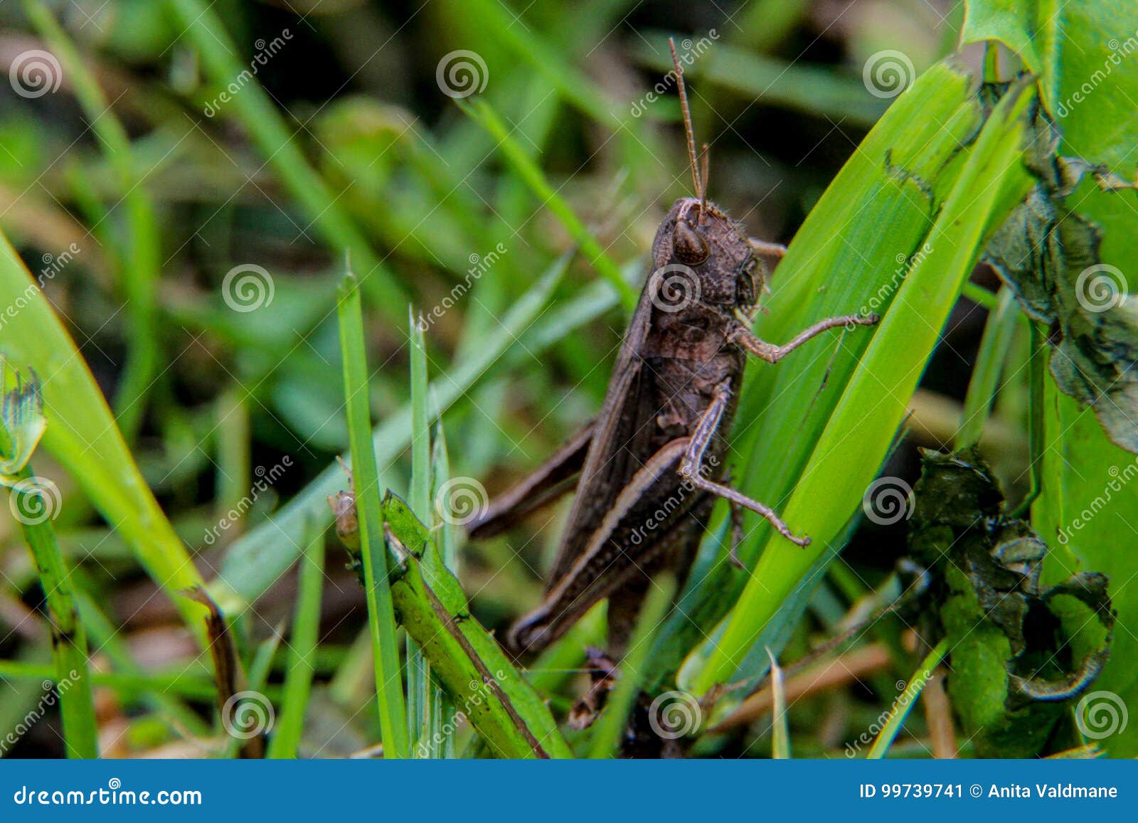 De Sprinkhaan Bevindt Zich Groen Blad Stock Afbeelding - Image of leven ...