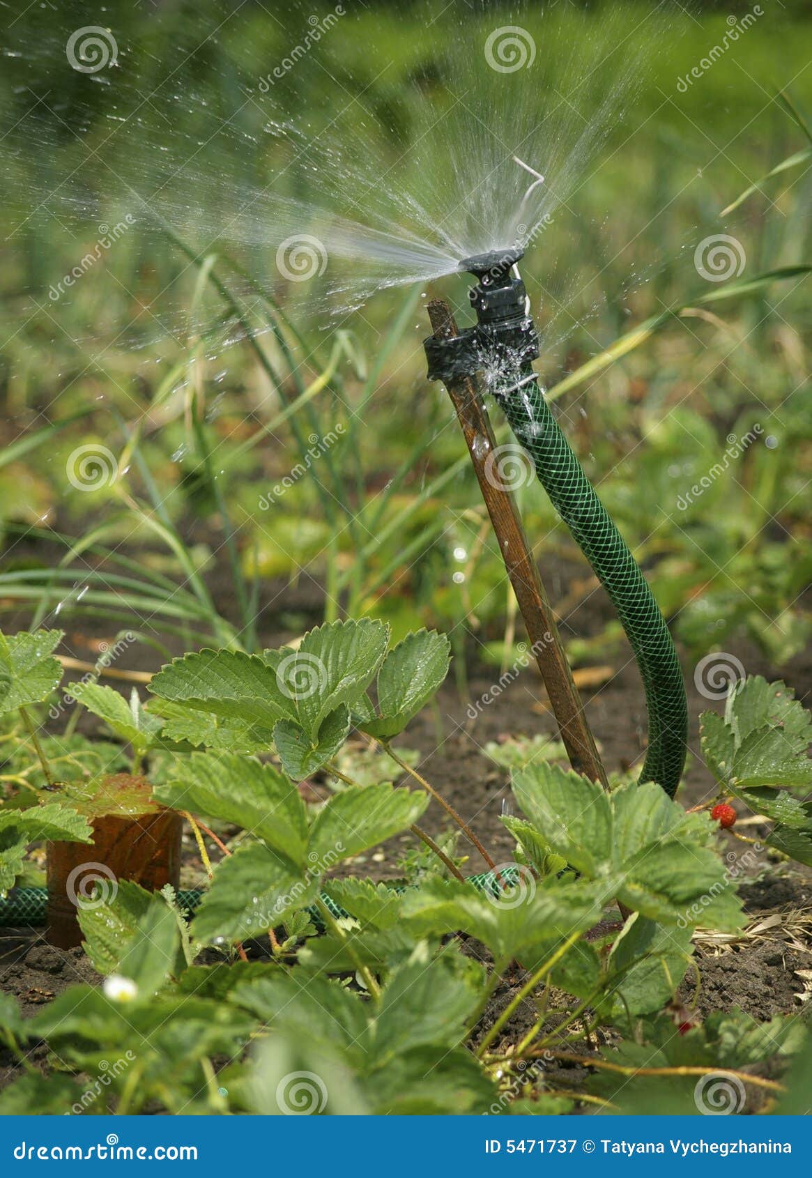 De Sproeier Van De Irrigatie Het Water Geven Tuin Stock Afbeelding ...
