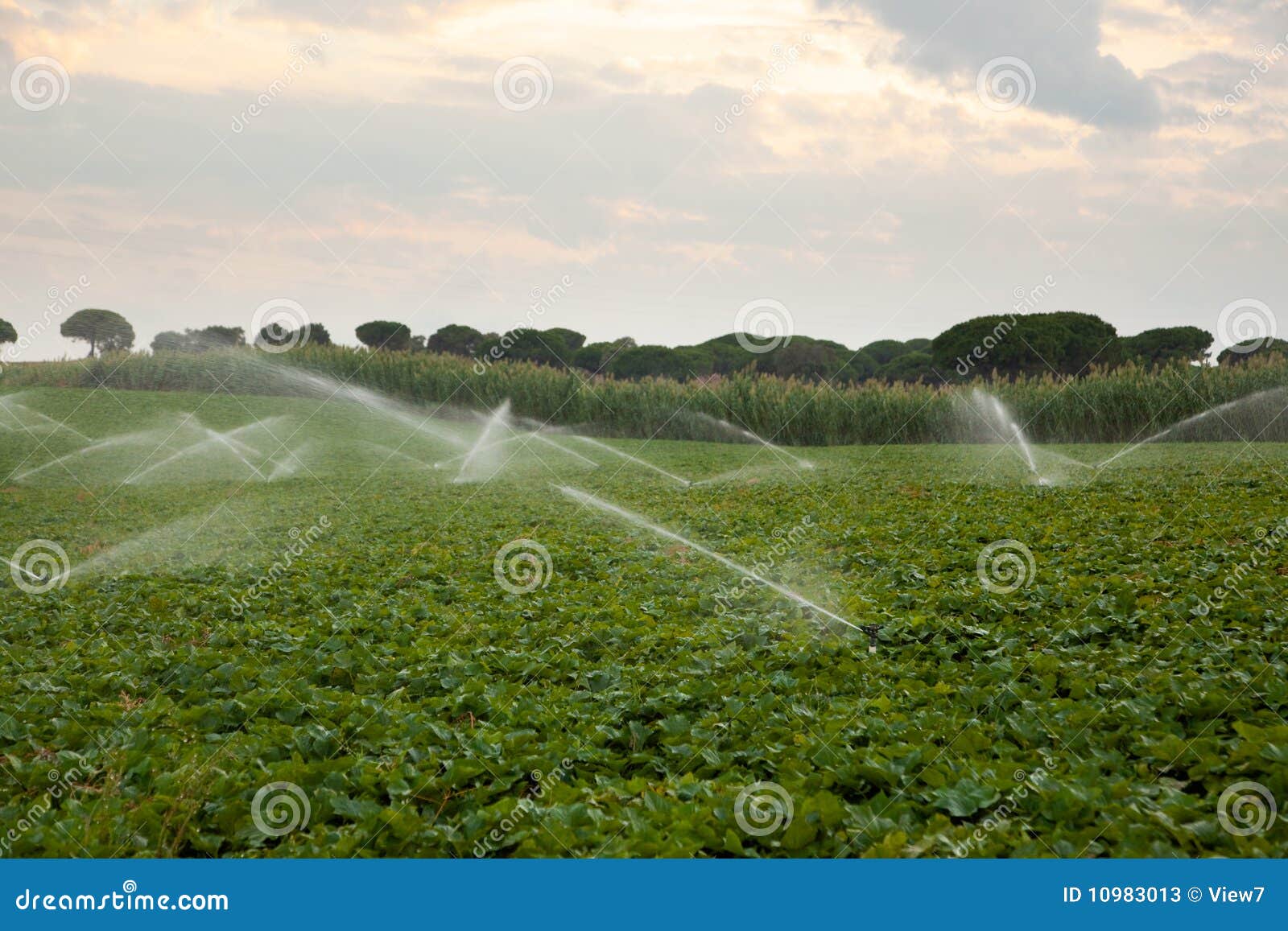 De Sproeiers van het water stock afbeelding. Image of gewas - 10983013