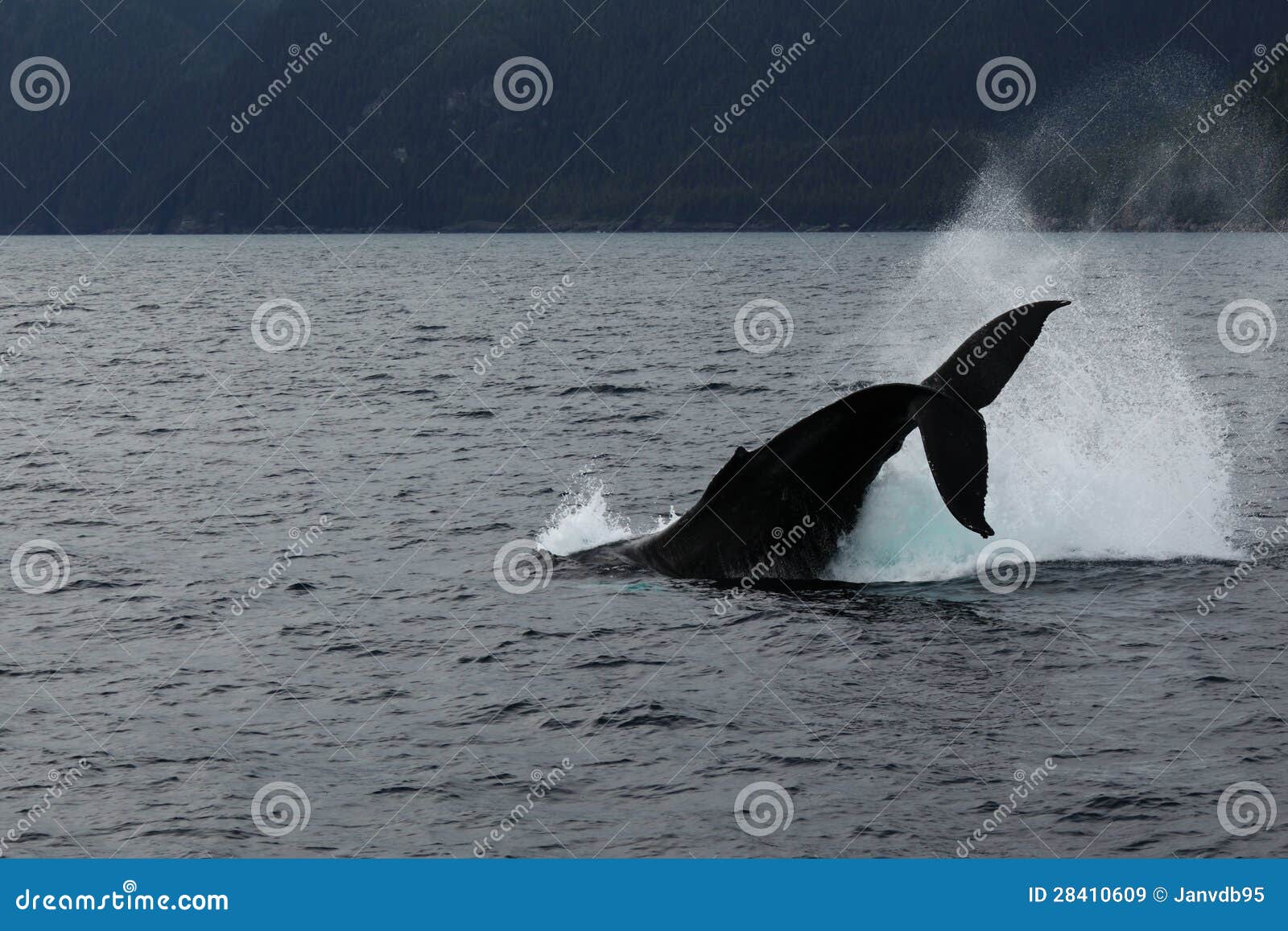 De sprong van de walvis stock afbeelding. Image of plaatsen - 28410609