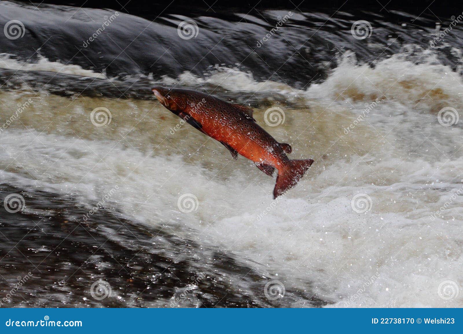 De sprong van de zalm stock foto. Image of atlantisch - 22738170