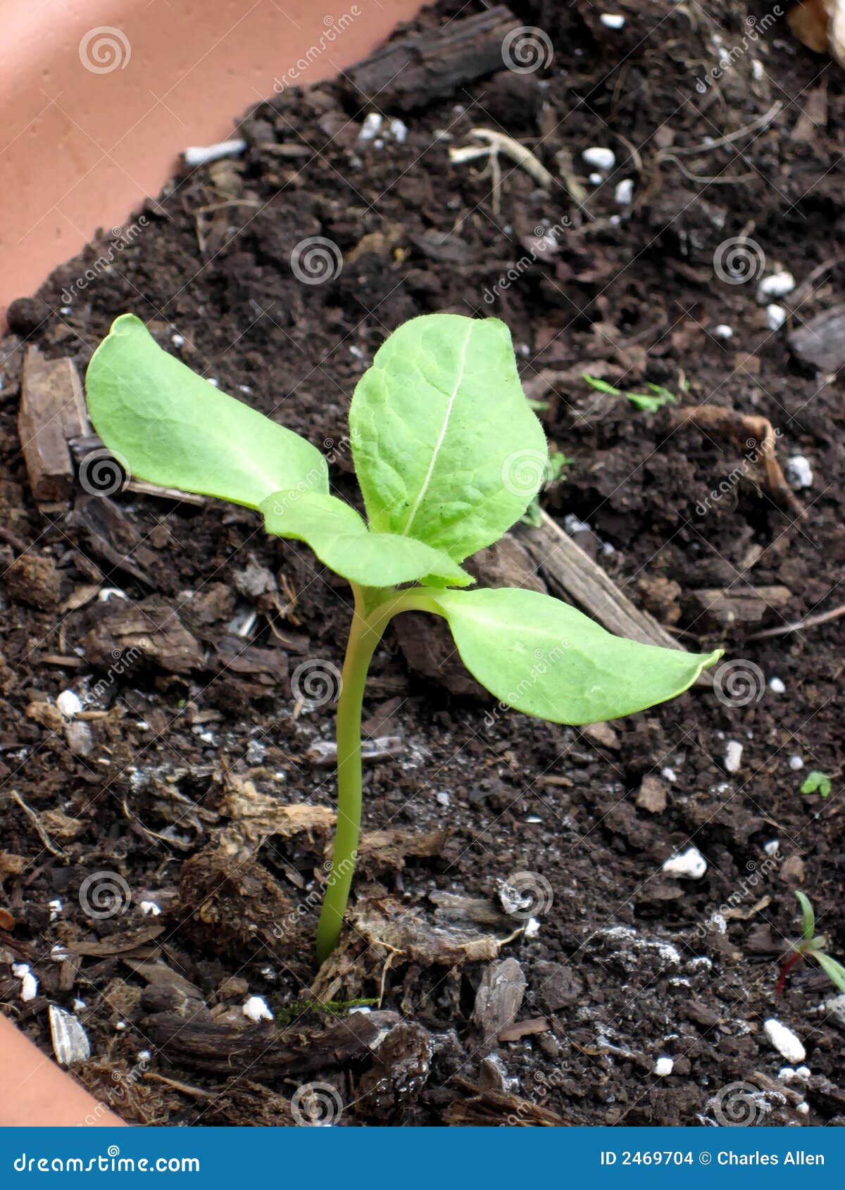De spruit van de boon stock foto. Image of broedsel, grond - 2469704