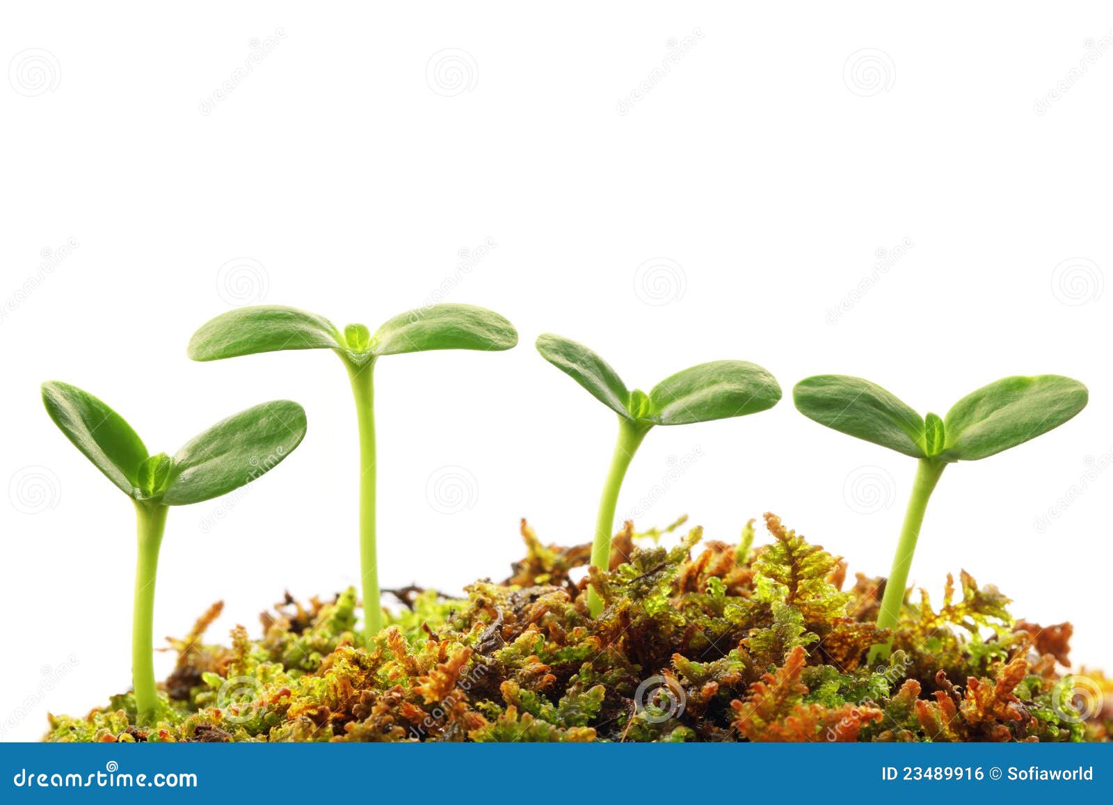 De spruit van de lente stock foto. Image of boon, geboren - 23489916