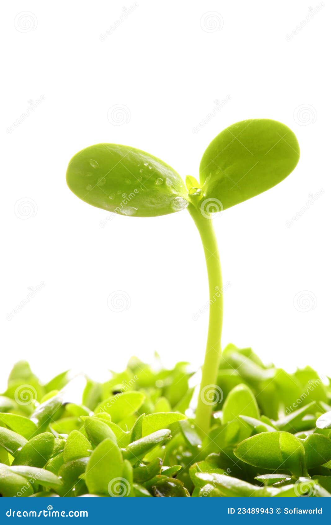 De spruit van de lente stock afbeelding. Afbeelding bestaande uit knop ...