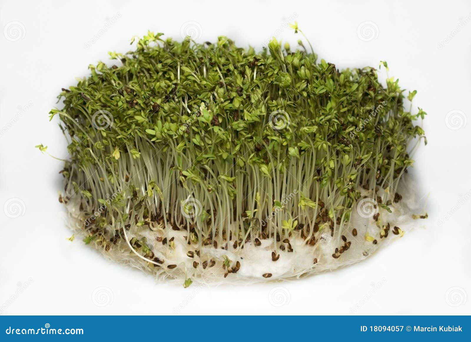 De Spruiten Van De Tuinkers Stock Afbeelding - Image of sinaasappel ...