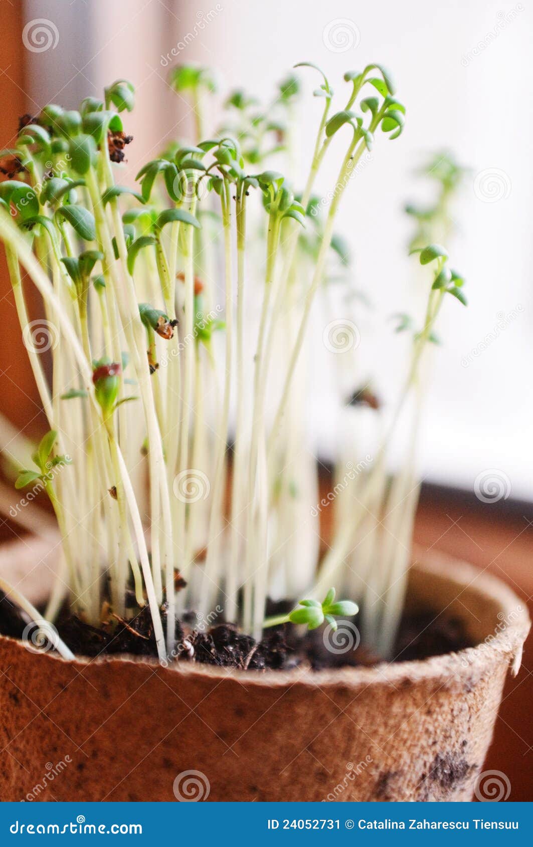 De Spruiten Van De Tuinkers Stock Afbeelding - Image of tuinkers, vers ...