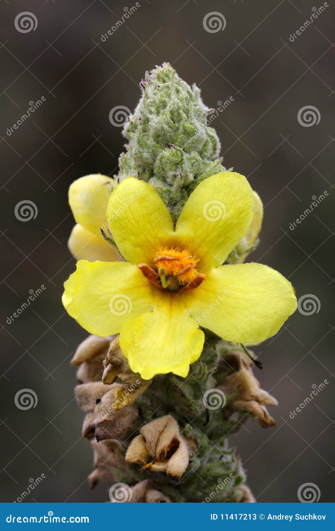 De Staaf Van Aaron (verbascum Thapus) Stock Afbeelding - Image of bloem ...