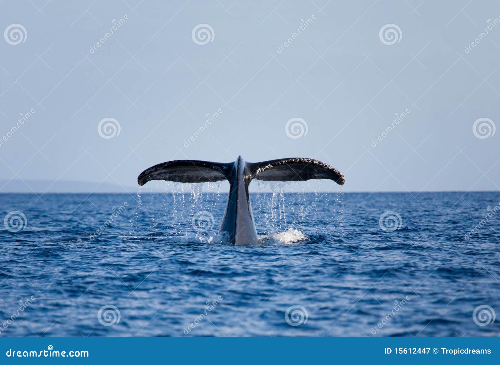 De staart van de walvis stock afbeelding. Image of beschermd - 15612447