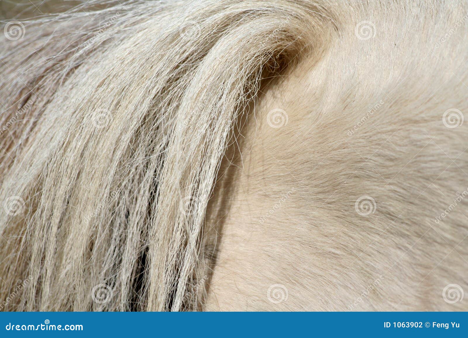 De staart van het paard stock foto. Image of achtergrond - 1063902