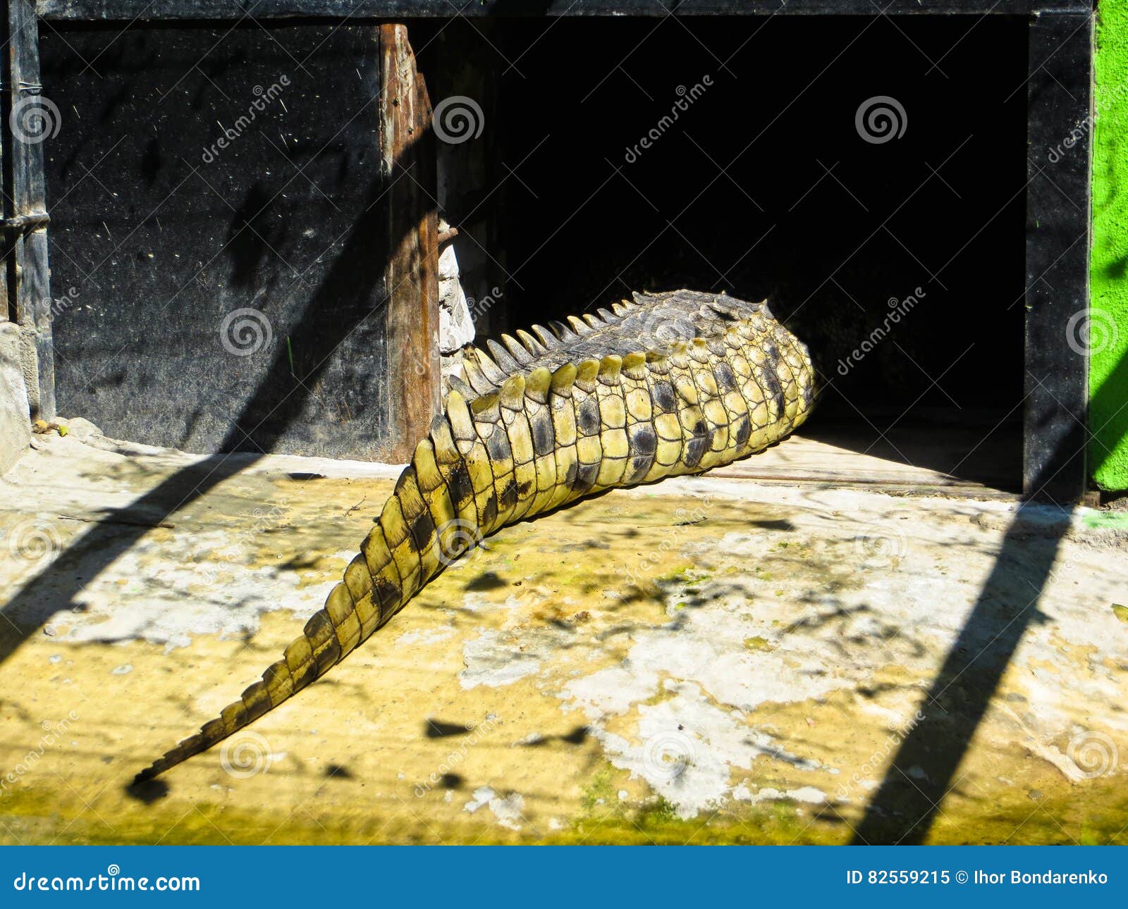 De staart van krokodil stock afbeelding. Image of roofdier - 82559215 De staart van krokodil stock afbeelding. Image of roofdier - 82559215