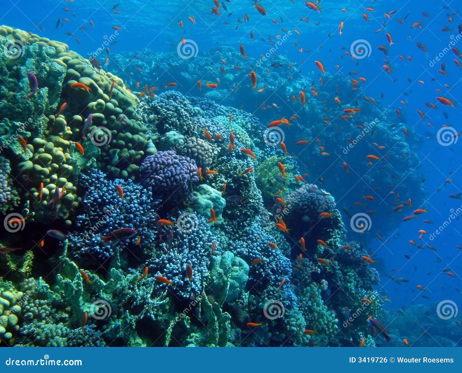 De Stad van de goudvis stock foto. Image of ertsader, sinai - 3419726