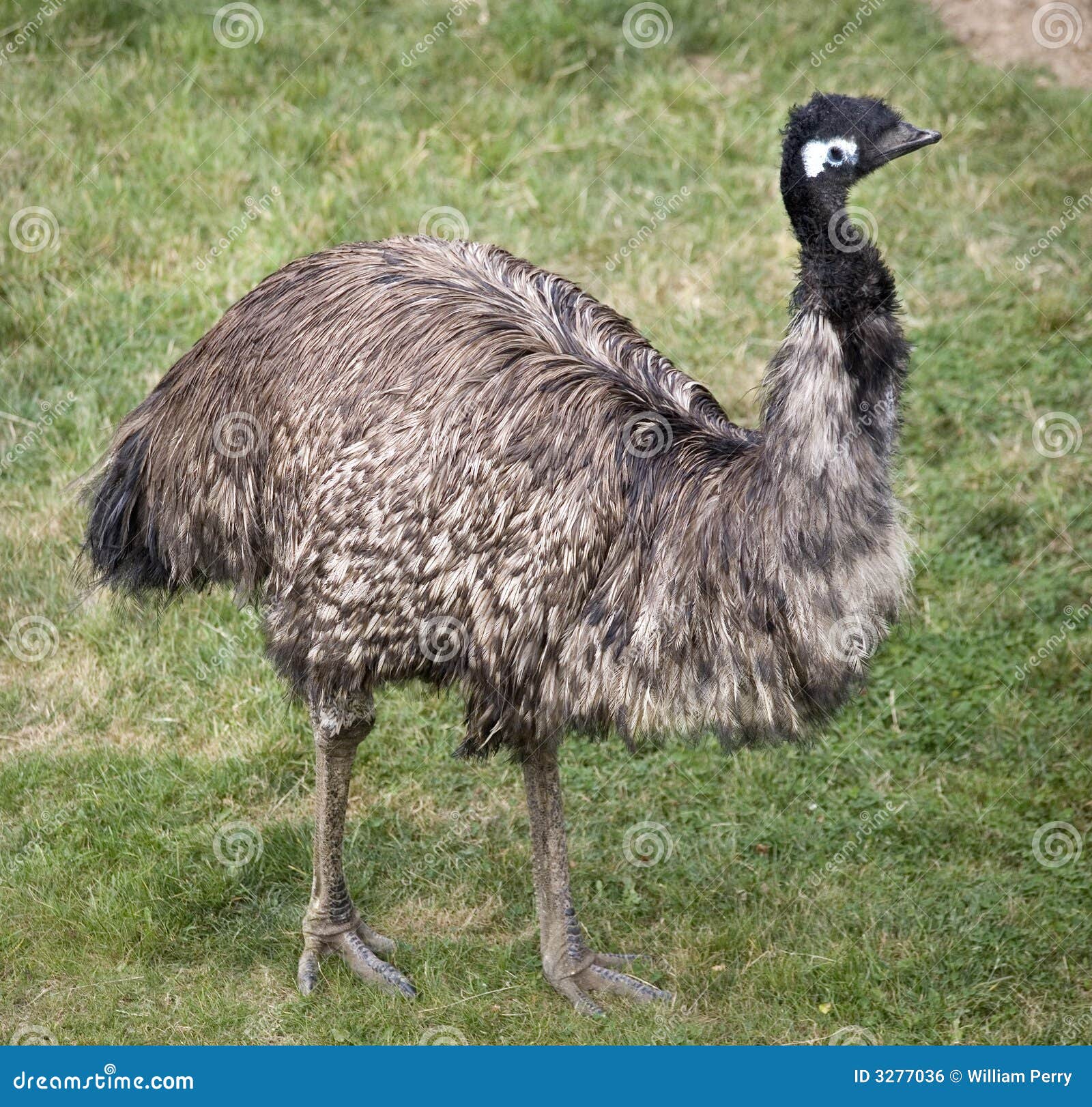 De Status van de emoe stock foto. Image of looppas, groot - 3277036