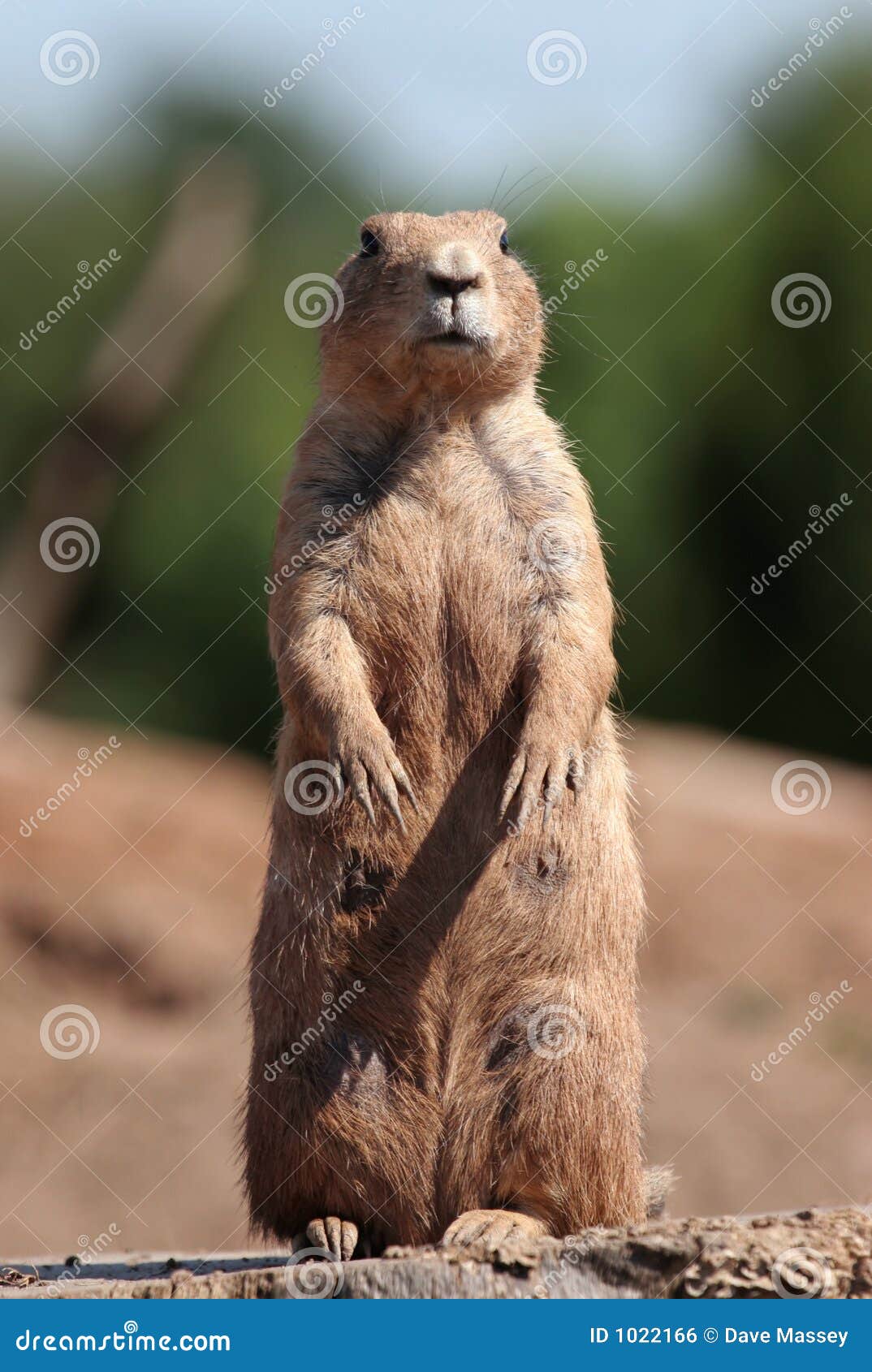 De Status Van De Prairiehond Stock Foto - Image of waakzaam, uitziend ...