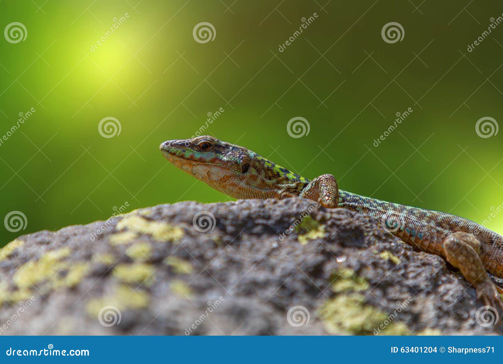 De Steen Van De Muurhagedis Stock Foto - Image of muur, gedreigd: 63401204