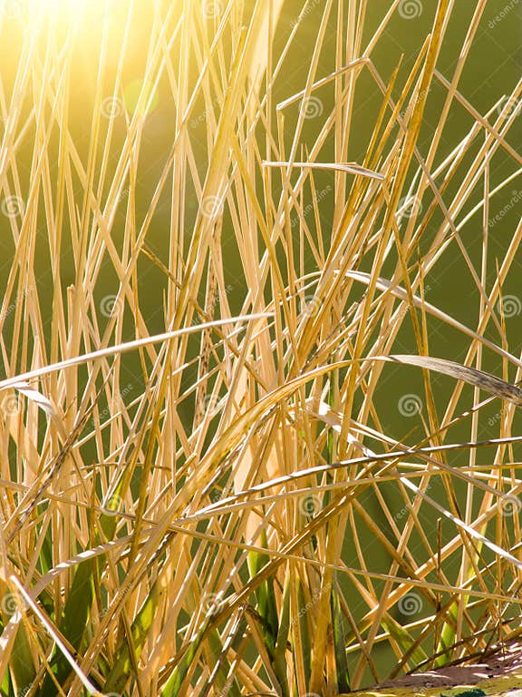 De stelen drogen grassen stock afbeelding. Image of installatie - 12051249