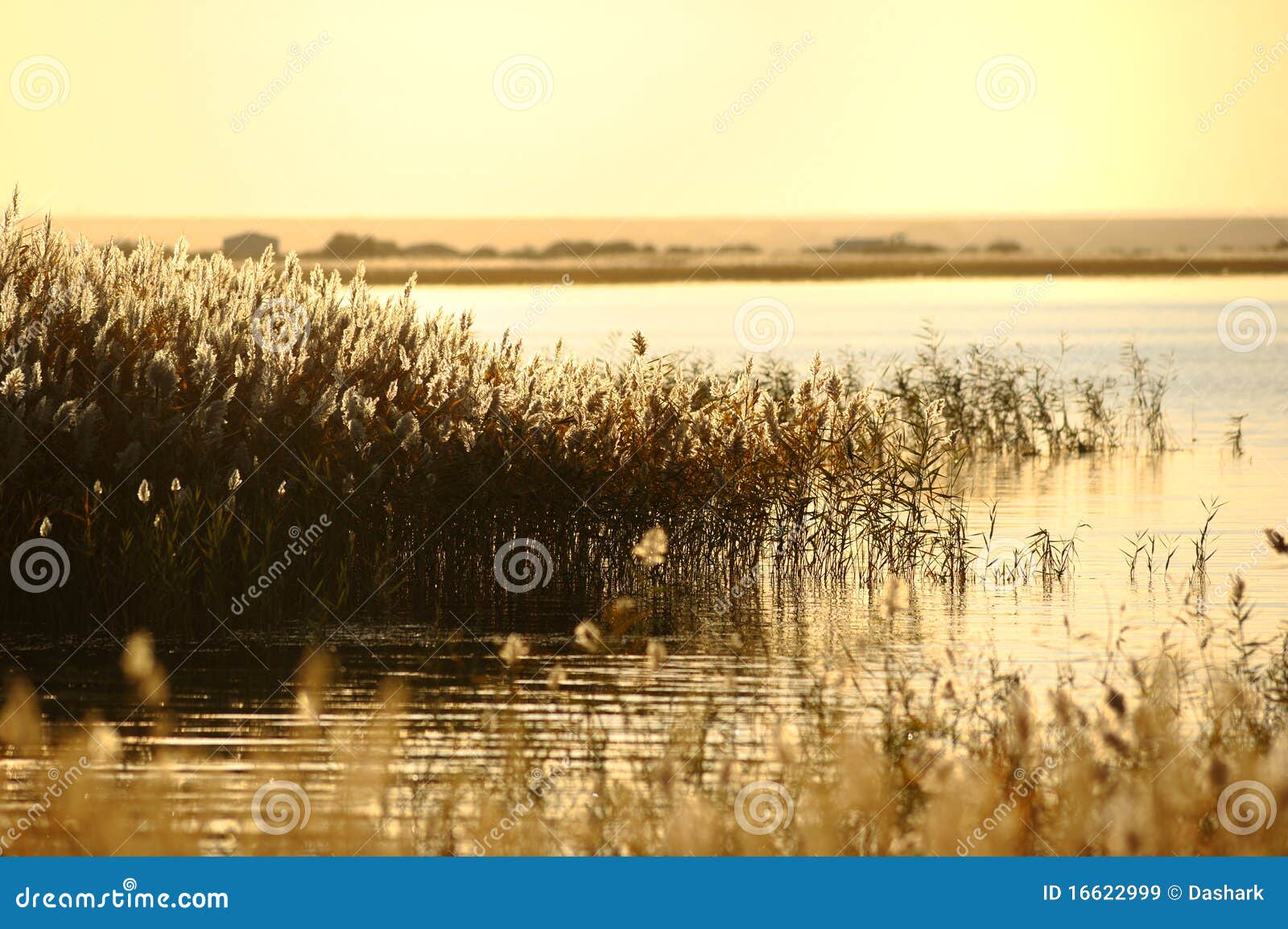 De Stelen Van Het Riet in Het Moeras Stock Afbeelding - Image of nave ...