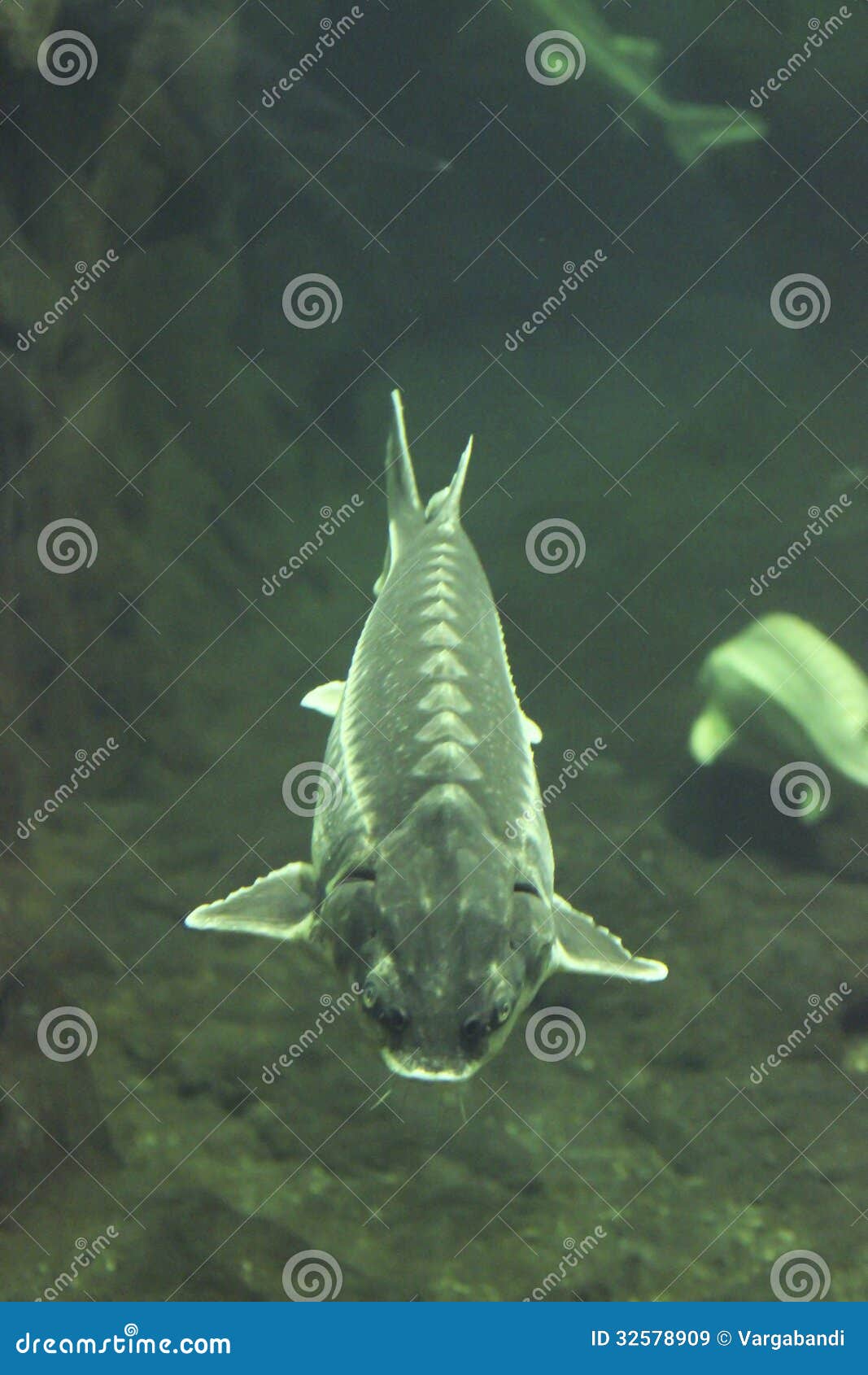 De steur stock afbeelding. Image of vlees, zuiver, visserij - 32578909