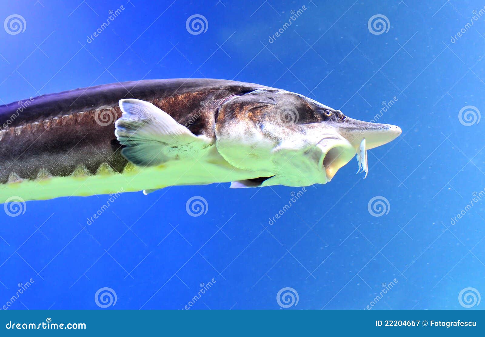 De Steur van de beloega stock afbeelding. Image of vissen - 22204667