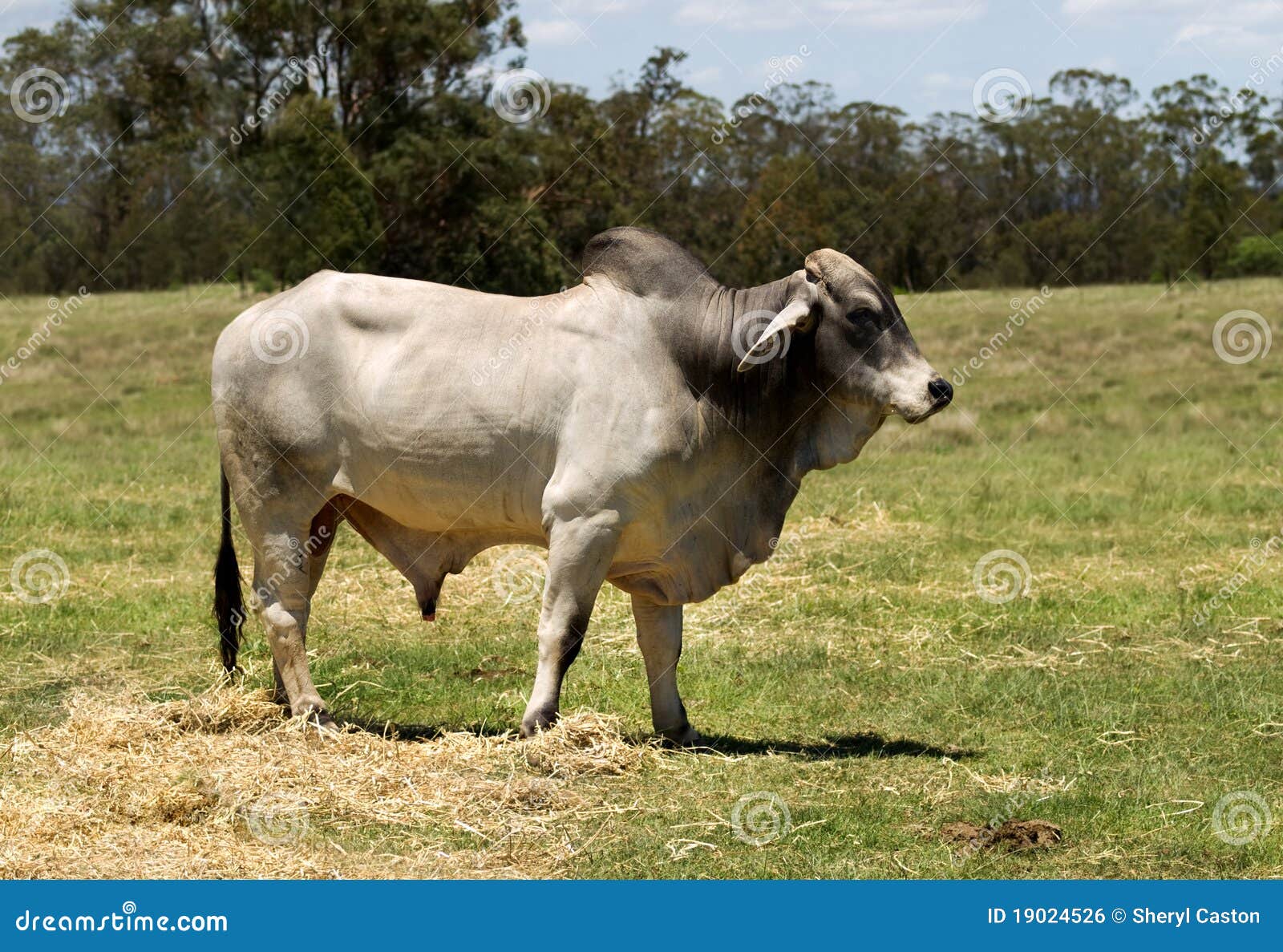 De stier van de brahmaan stock foto. Image of dier, landelijk - 19024526