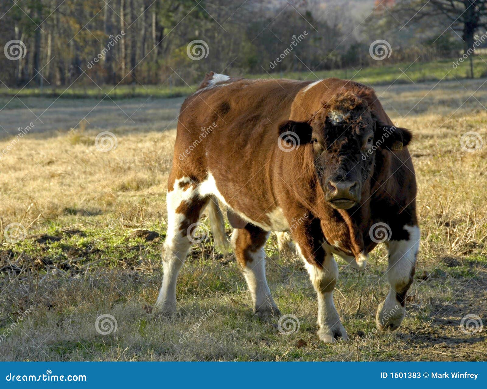 De Stier Van Het Korthoornrund Stock Afbeelding - Image of bruin, land ...