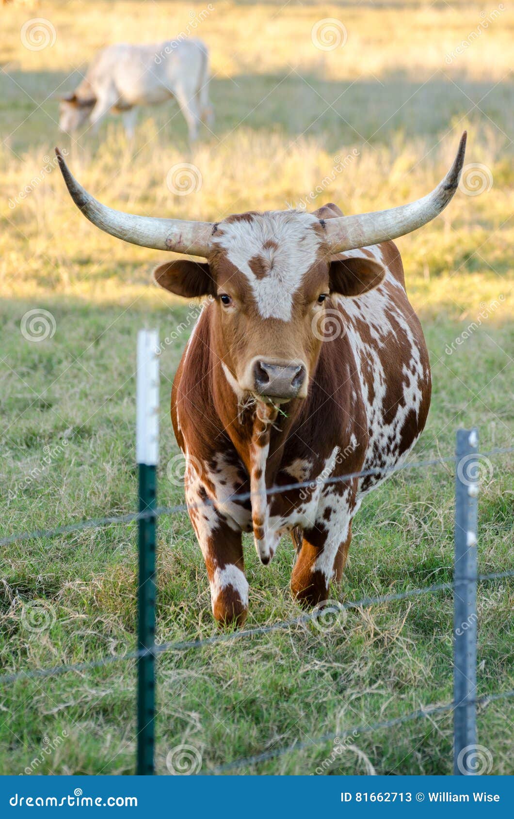 De Stier Van Texas Longhorn, Drijfhout Texas Stock Afbeelding - Image ...