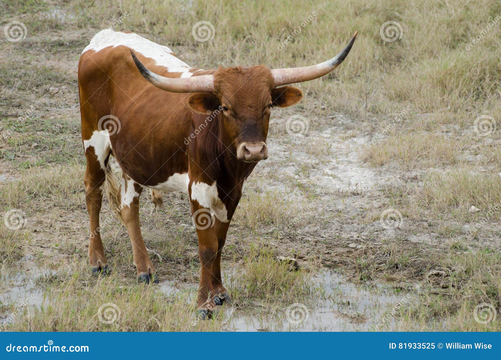 De Stier Van Texas Longhorn, Drijfhout Texas Stock Afbeelding - Image ...