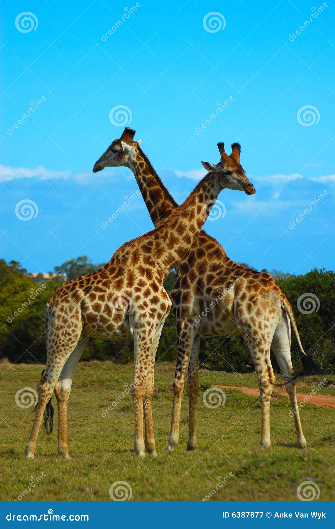 De stieren van de giraf stock afbeelding. Image of herbivoren - 6387877