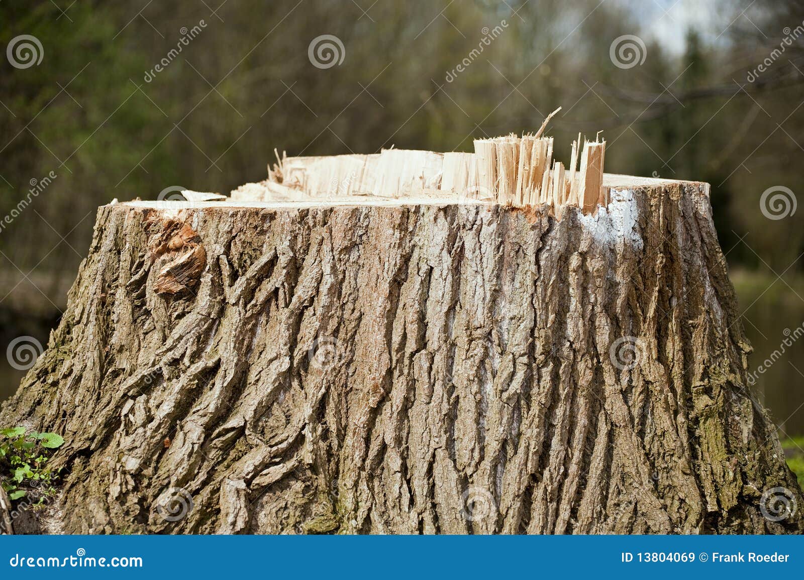 De stomp van de boom stock afbeelding. Image of tros - 13804069