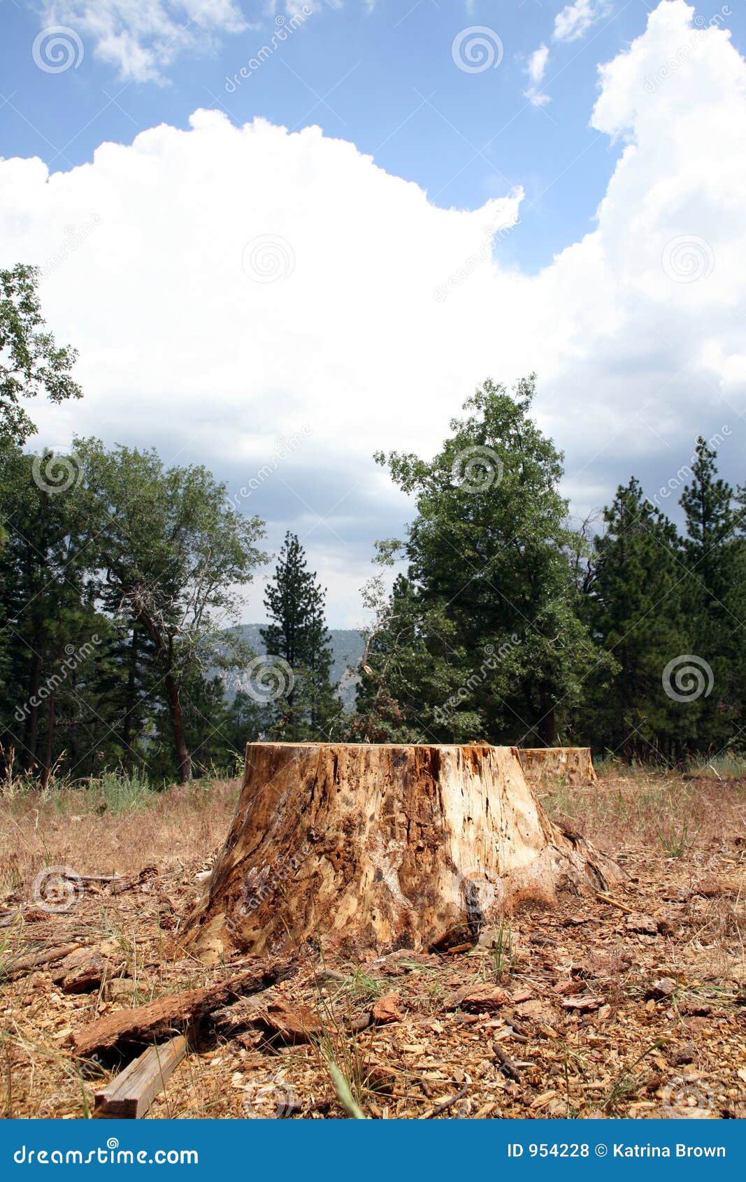 De Stomp Van De Boom in Het Hout Stock Foto - Image of landschap ...
