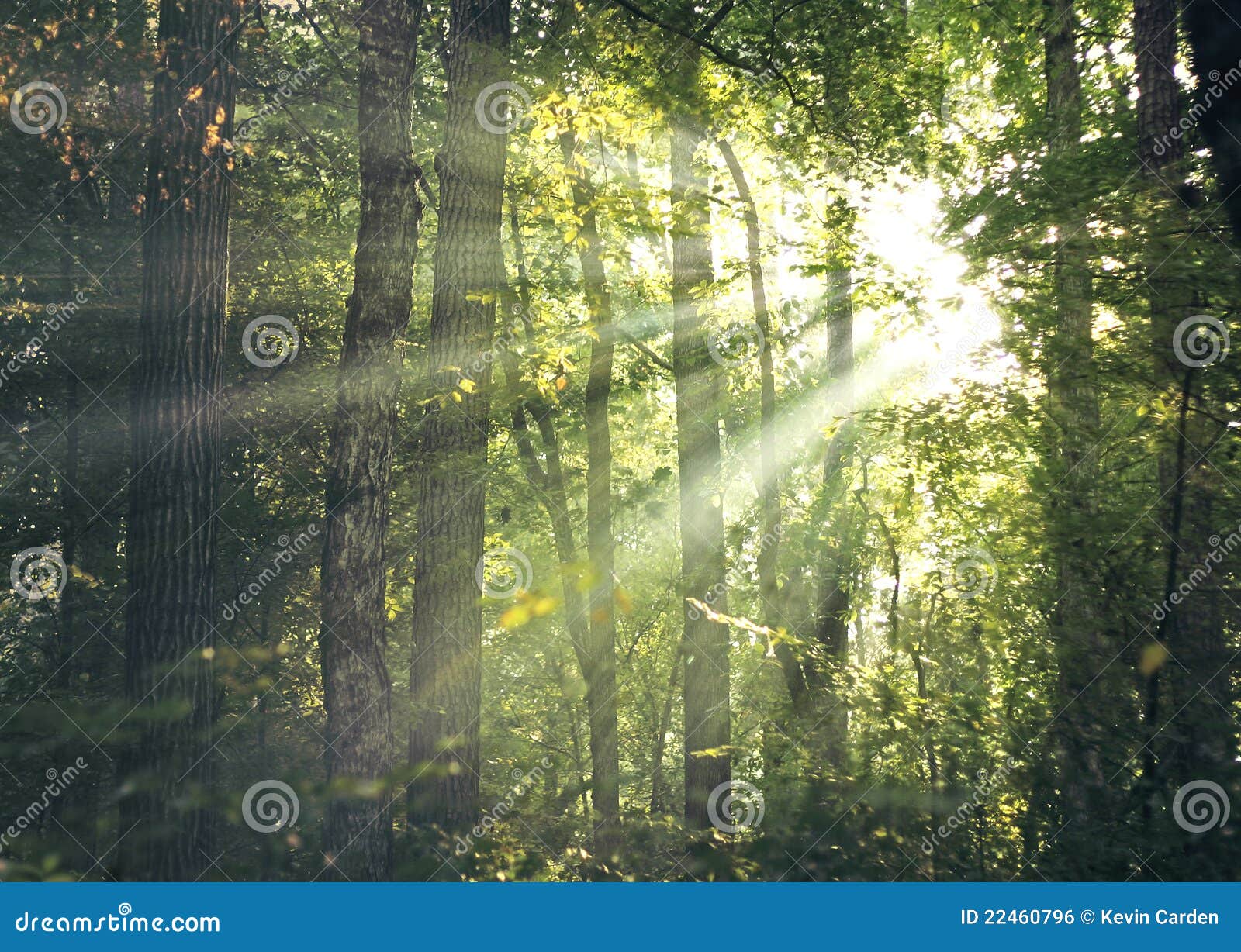 De Stralen Van De Zon Door Het Bos Stock Foto - Image of zonlicht ...