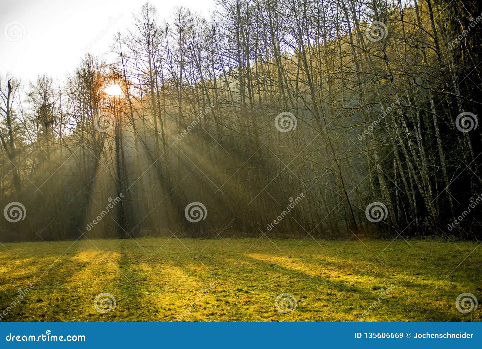 De Stralen Van De Zon in Een Bos Stock Afbeelding - Image of weide ...