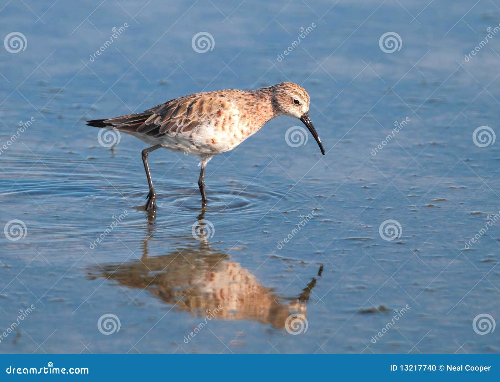 De Strandloper van de wulp stock foto. Image of zandloper - 13217740