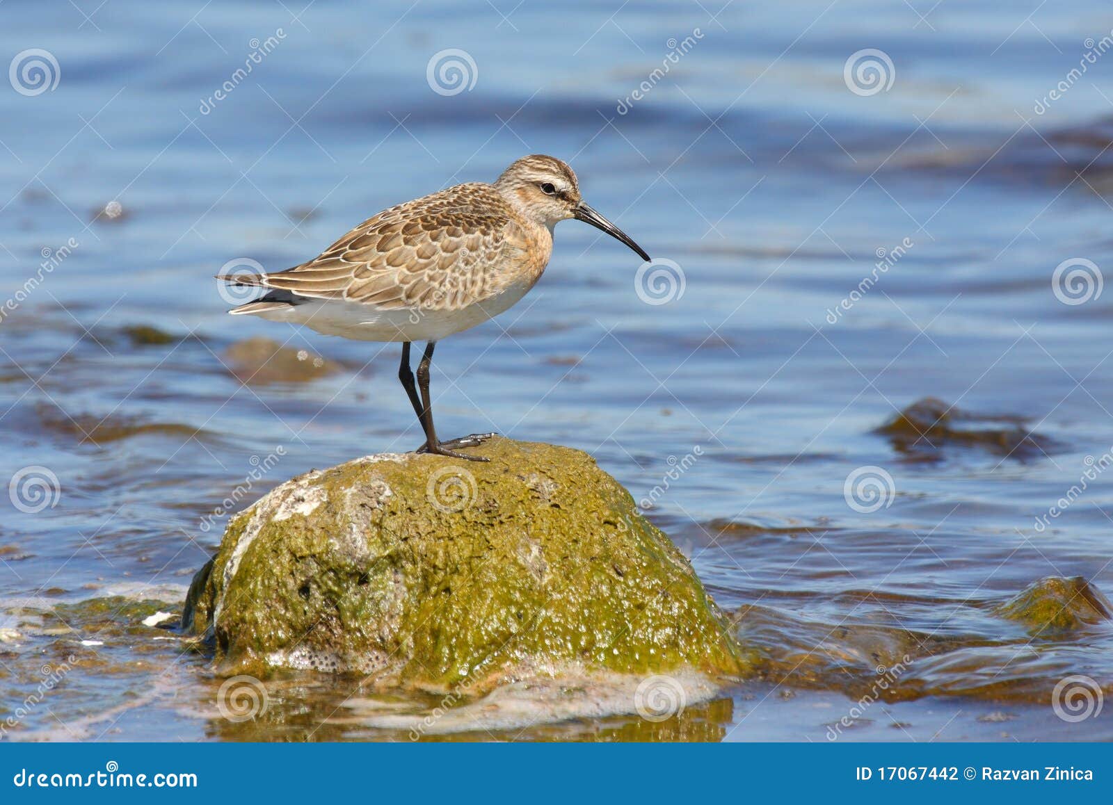 De strandloper van de wulp stock foto. Image of borstelvogel - 17067442