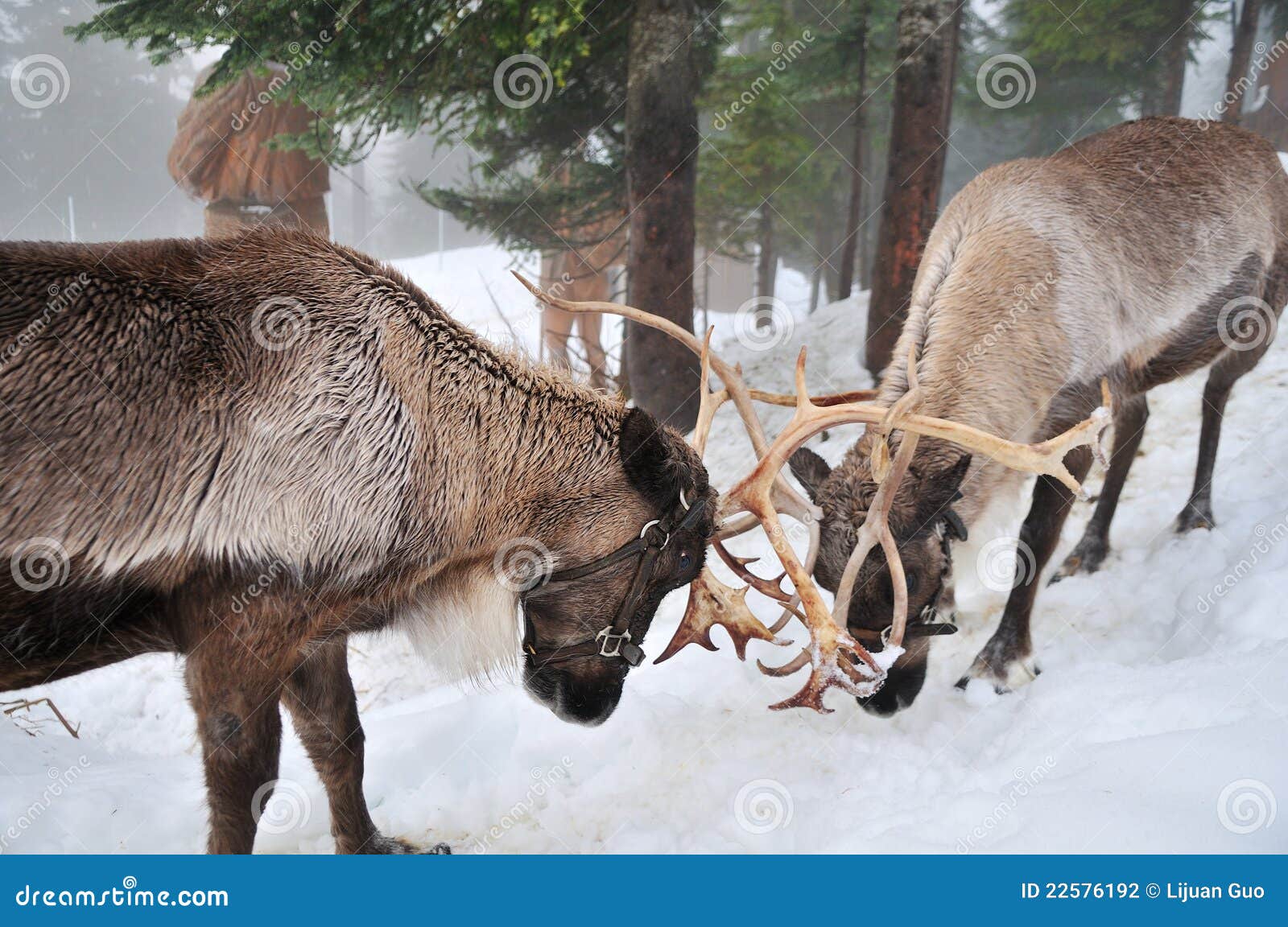 De strijd van het rendier stock foto. Image of kariboe - 22576192