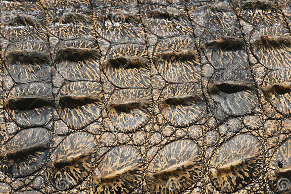 De Structuren Van De Pachyderm Van Krokodil Stock Afbeelding - Image of ...
