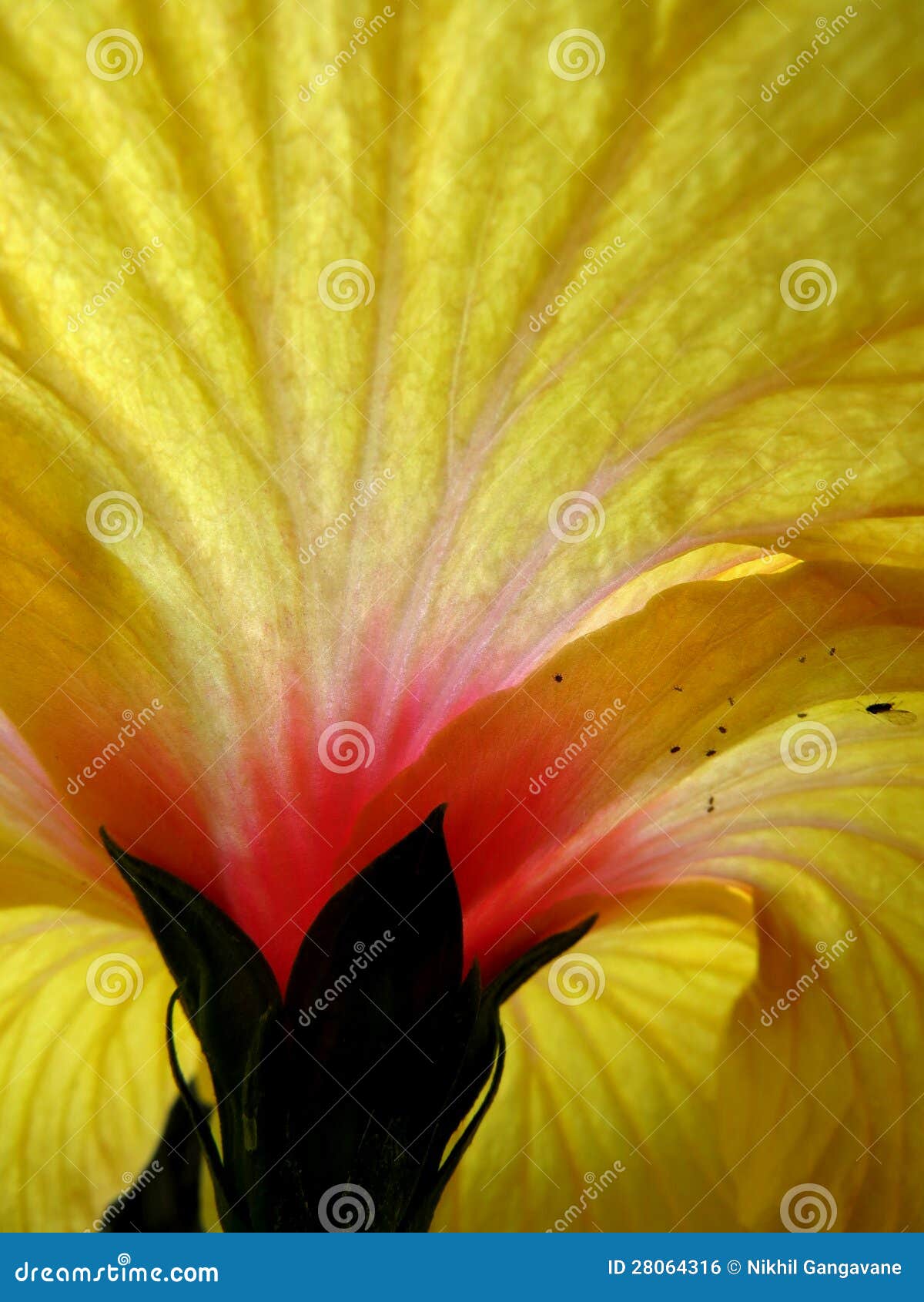 De Structuur van de bloem stock foto. Image of bloemen - 28064316