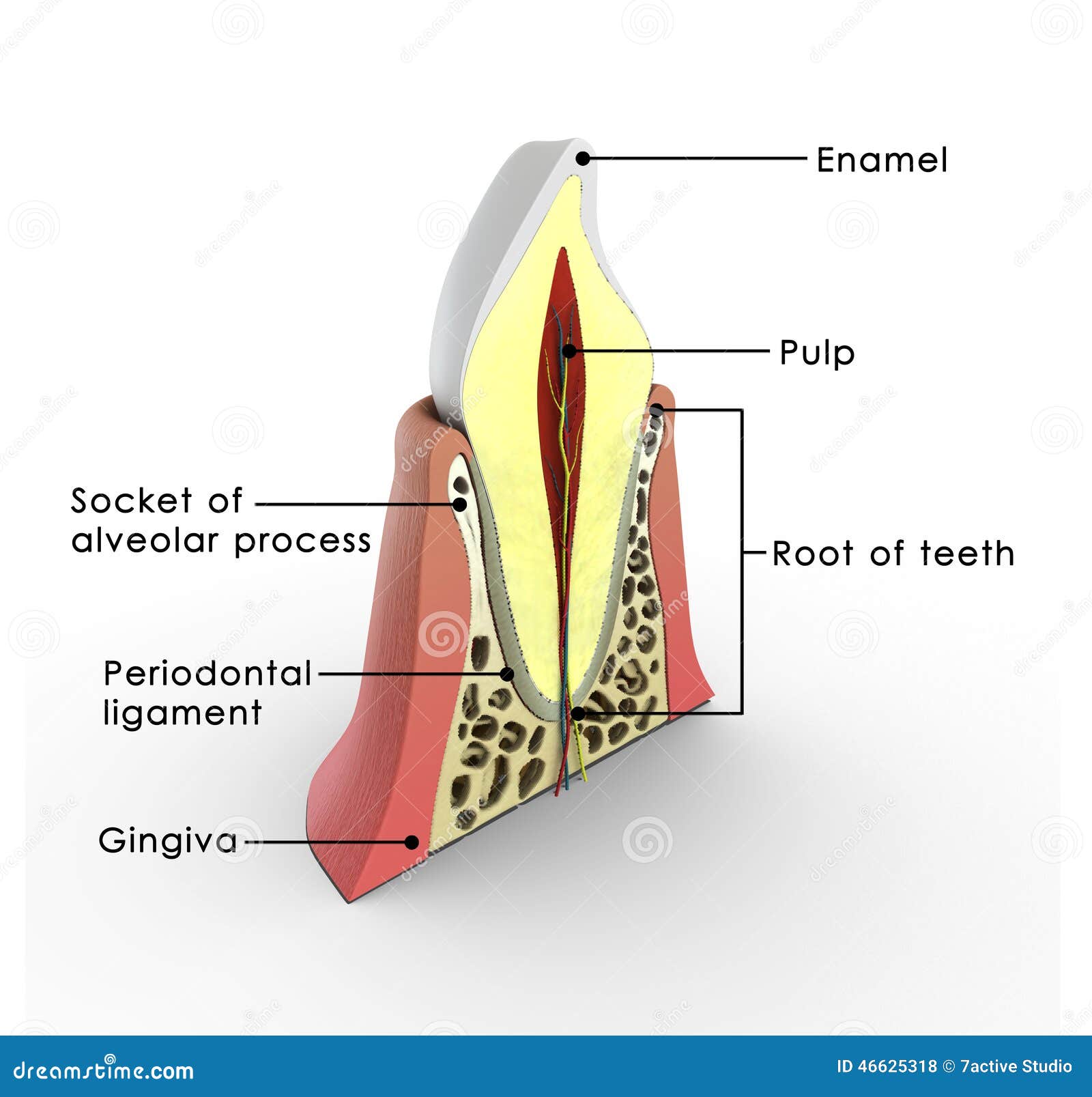 De structuur van de tand stock illustratie. Illustration of ontwerp ...