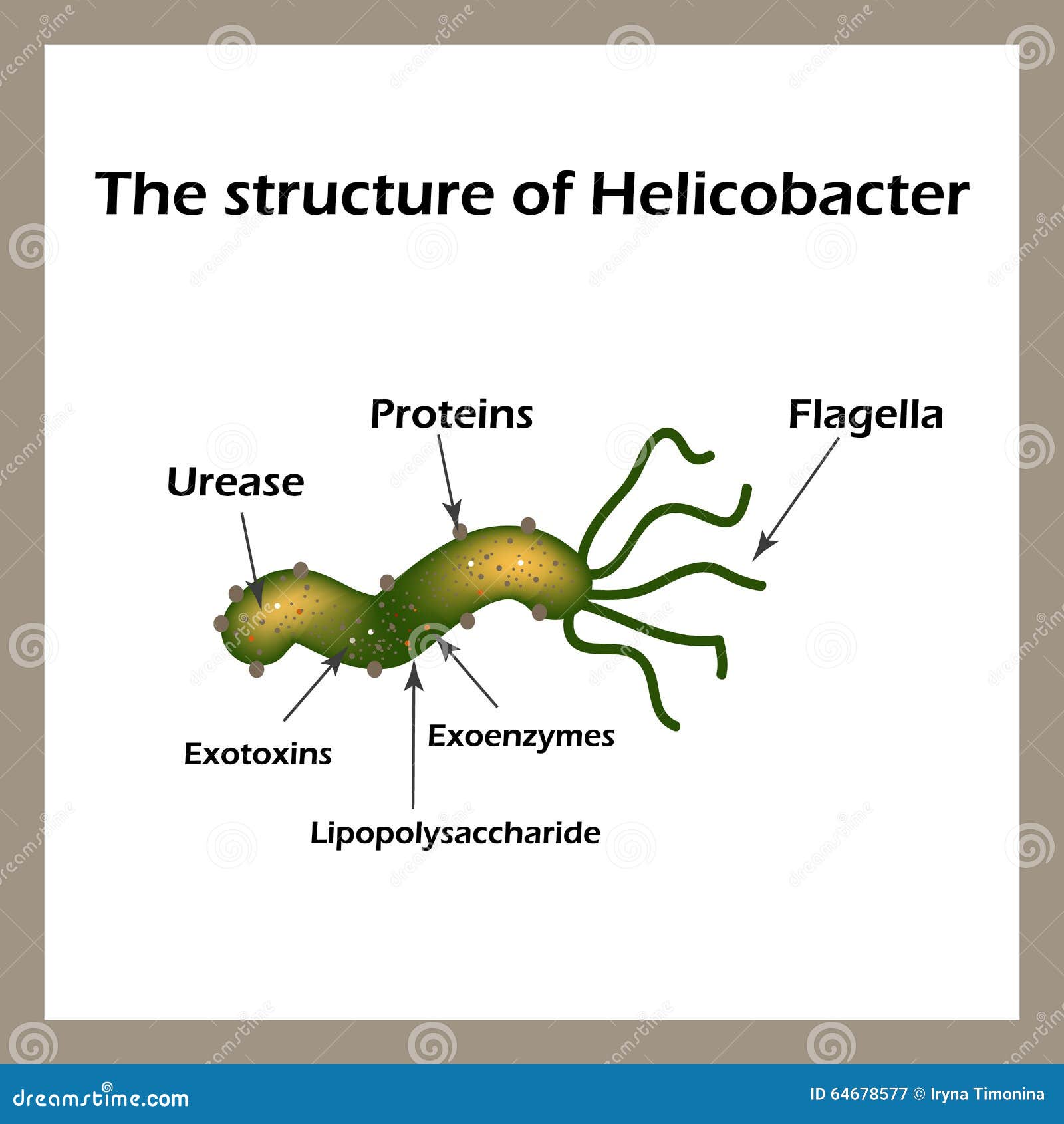 De Structuur Van Helicobacter-pylori Infographics Vector Illustratie ...