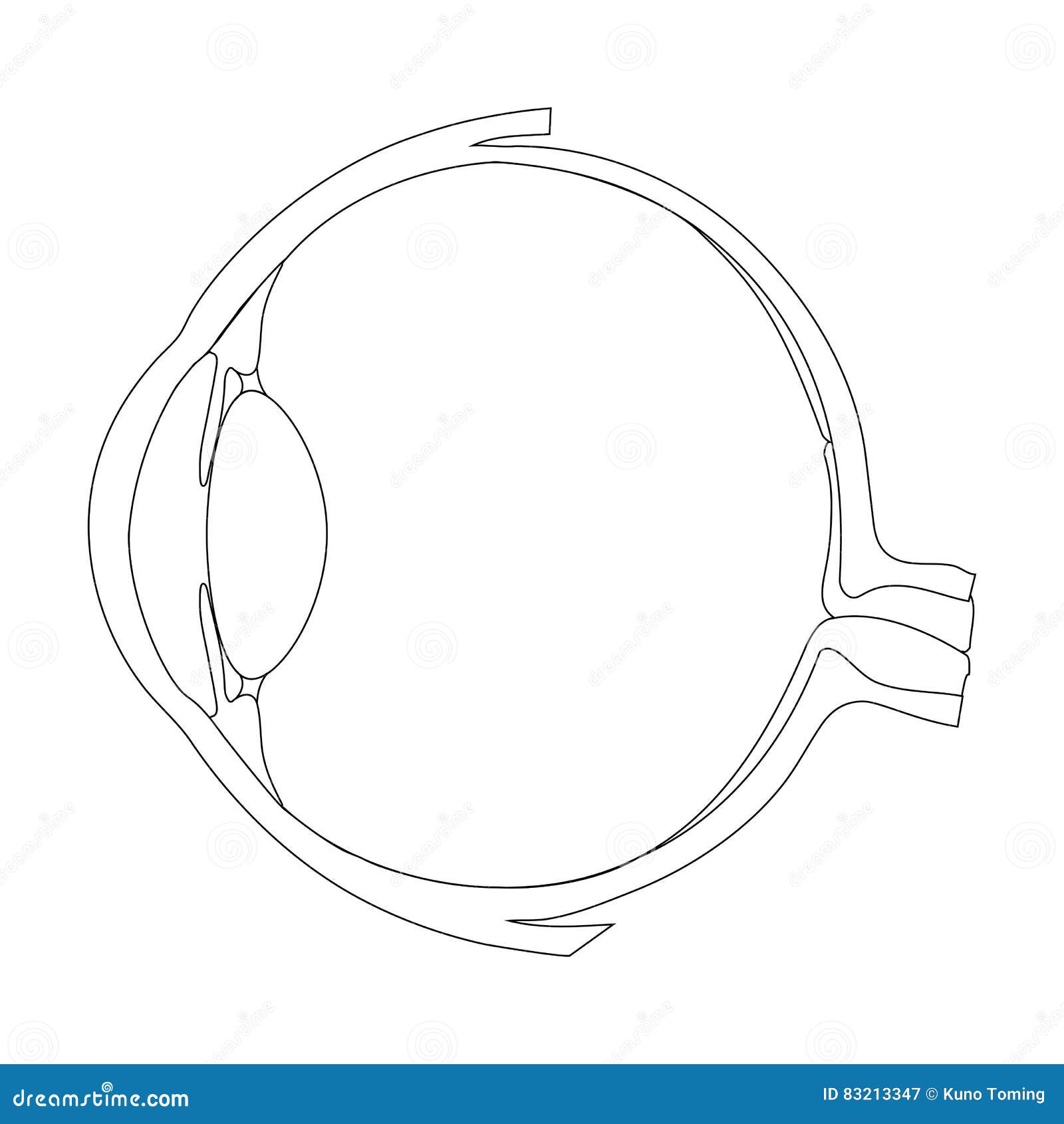 De Structuur Van Het Oog Als Optisch Systeem Vector Illustratie ...